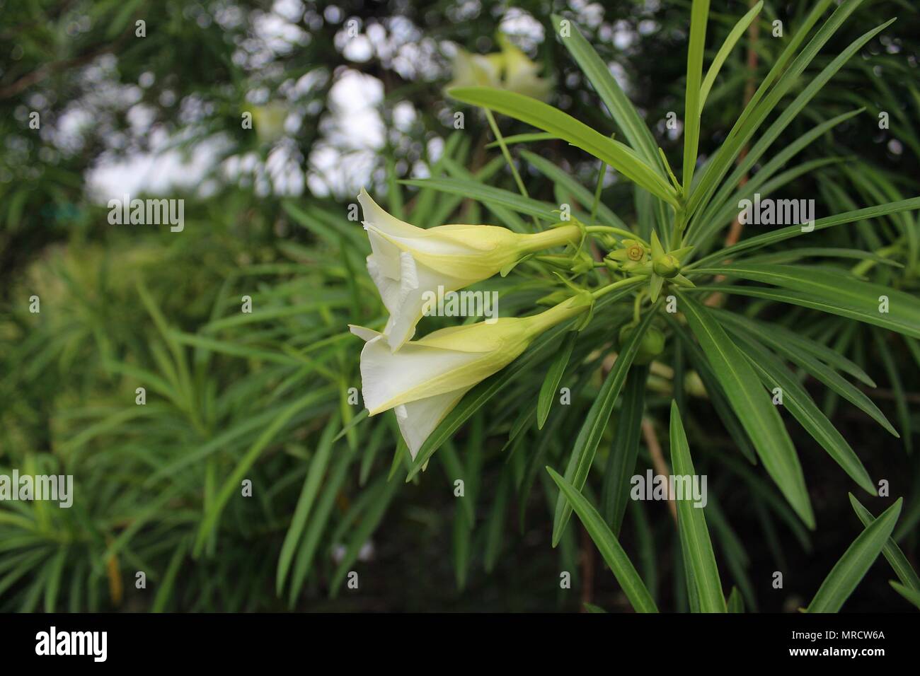 Close up White Cascabela thevetia flower Stock Photo - Alamy