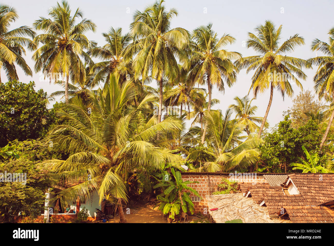 Palm trees with rooftop, Gokarna Kudli Beach, Karnataka, India Stock ...