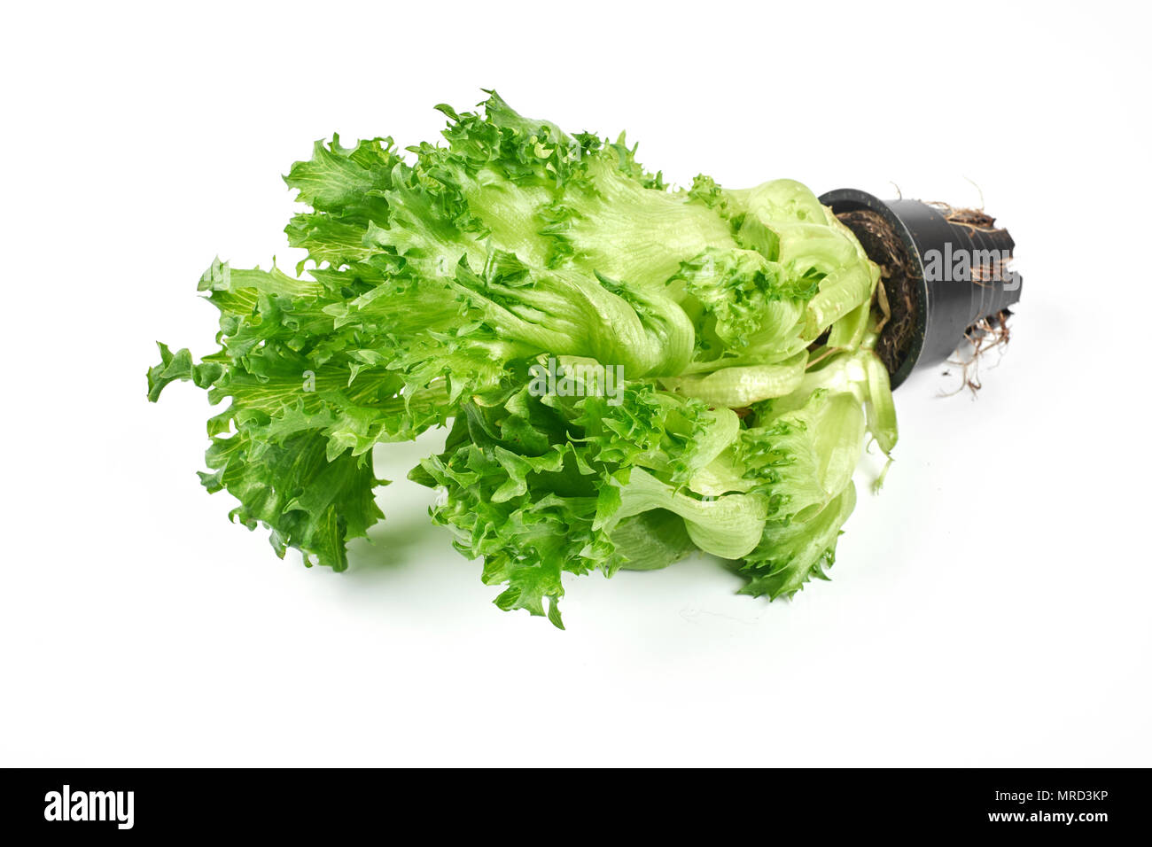 green frillies lettuce in a pot isolated on white background Stock ...