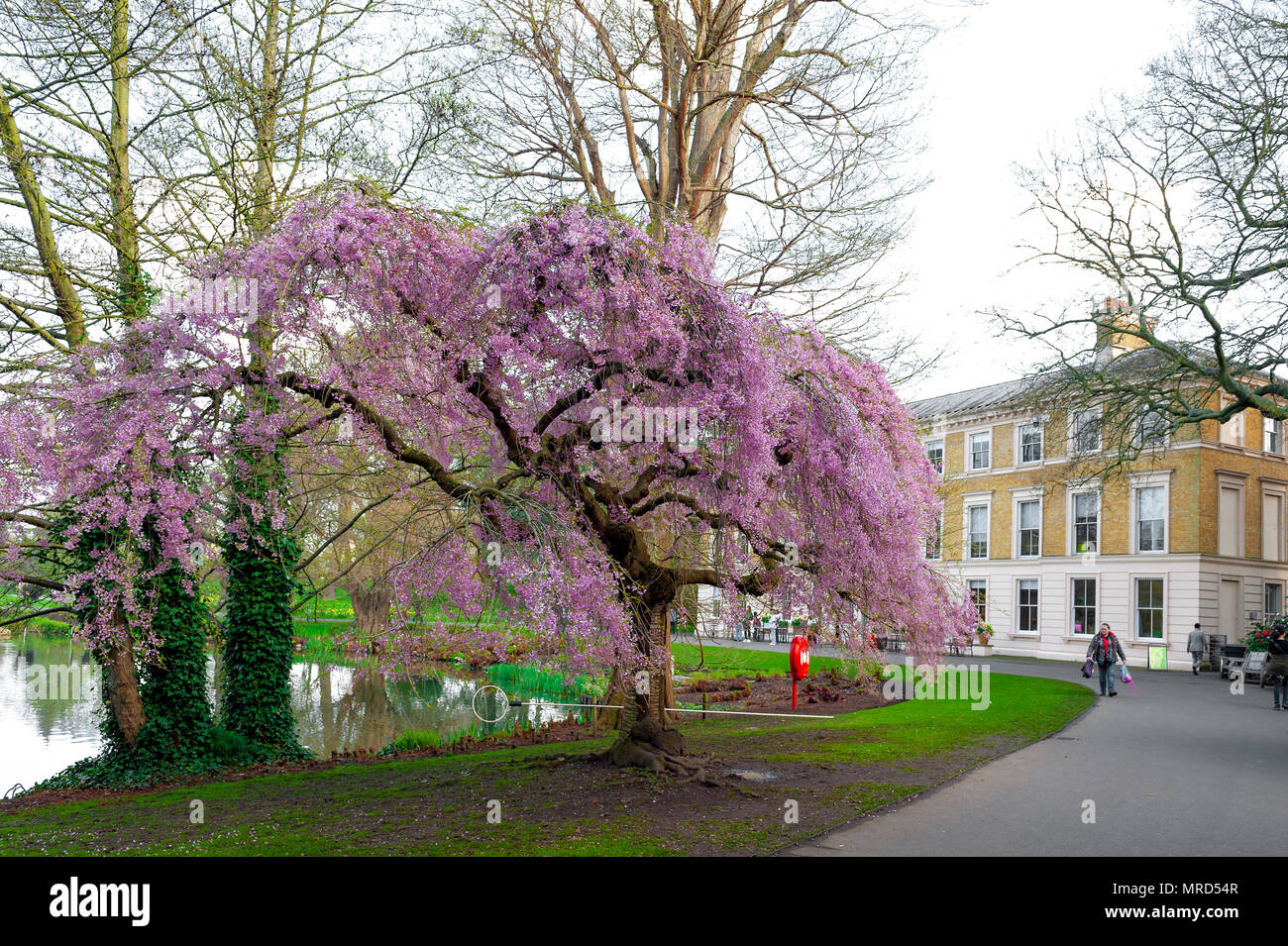 cherry blossom trees at Kew Gardens, a botanical garden in southwest ...
