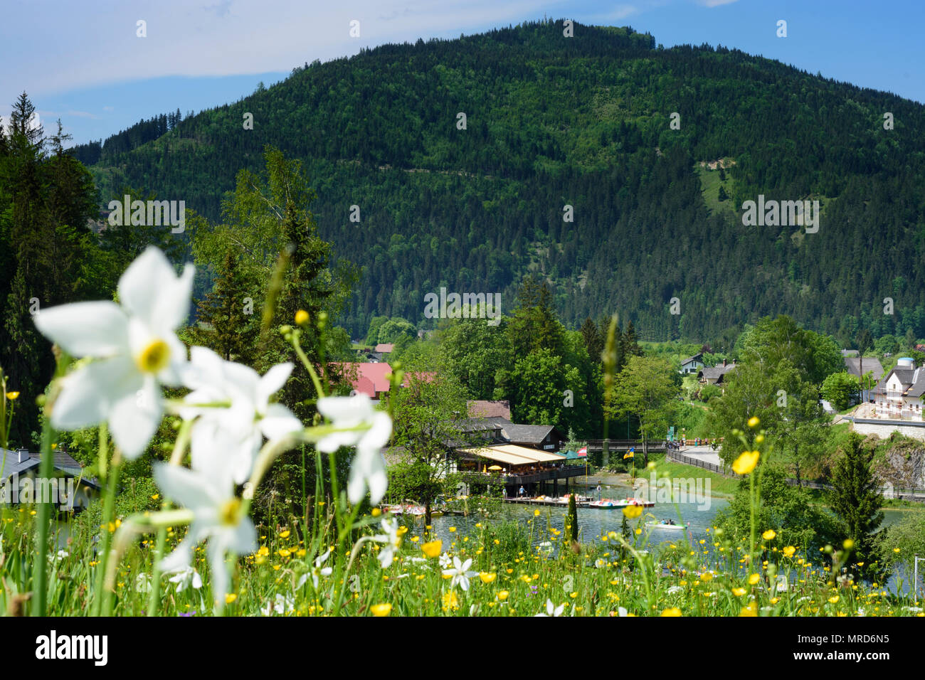 Lunz am See: blossoming daffodil at meadow at lake Lunzer See in ...