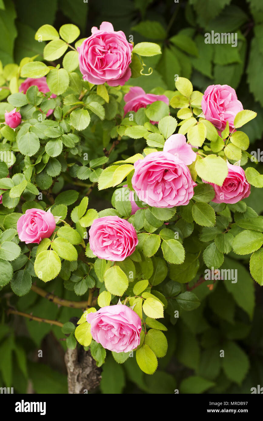 Beautiful tree of pink rose in a garden Stock Photo - Alamy