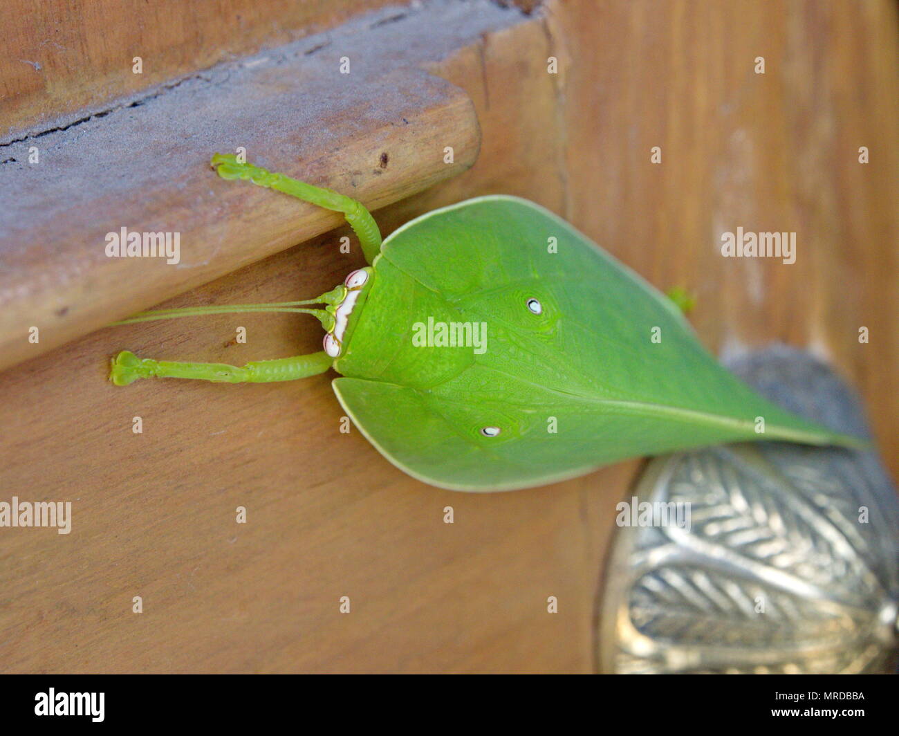 Pseudophyllus titan hi-res stock photography and images - Alamy