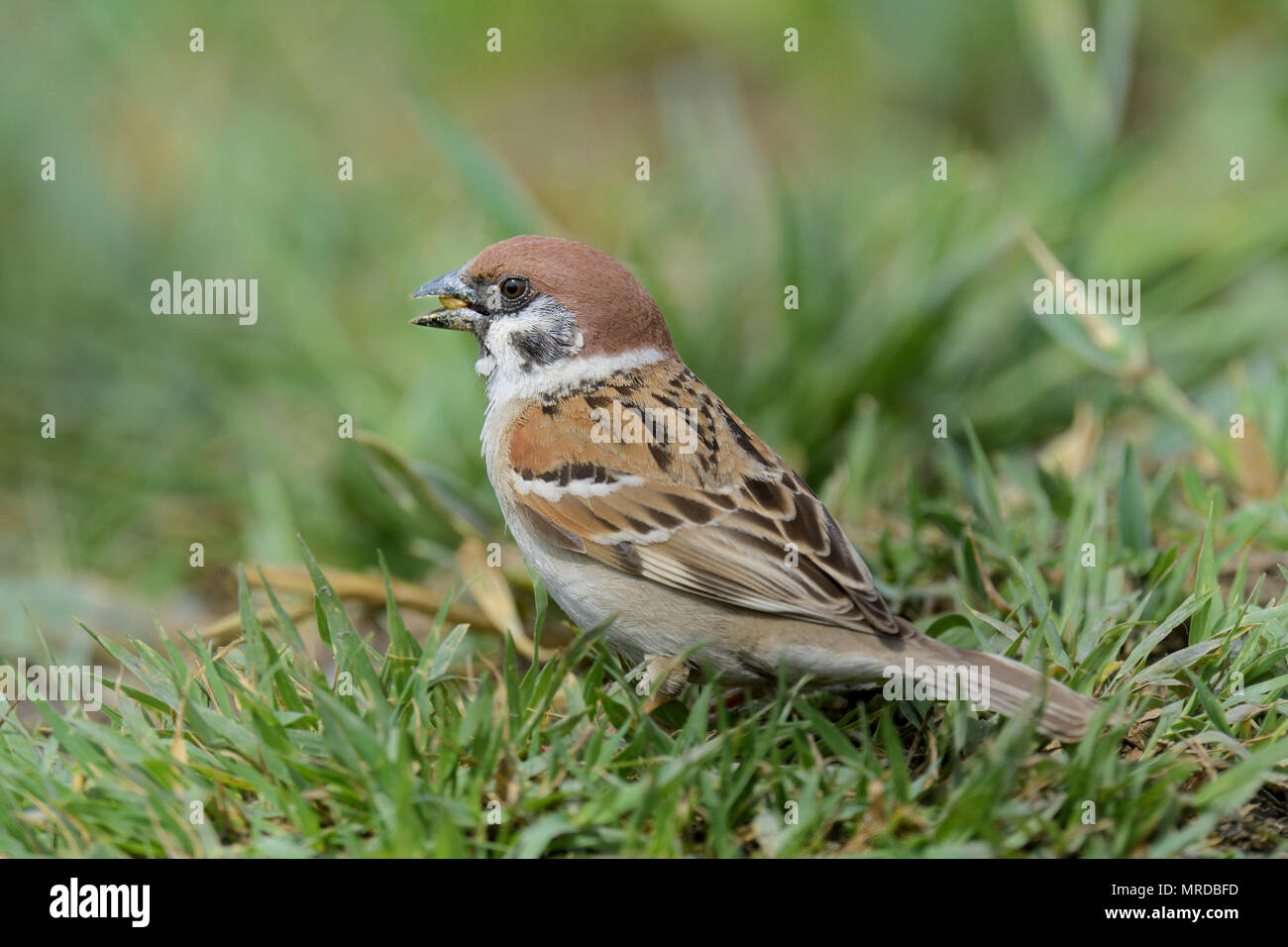 The Tree Sparrow Stock Photo - Alamy