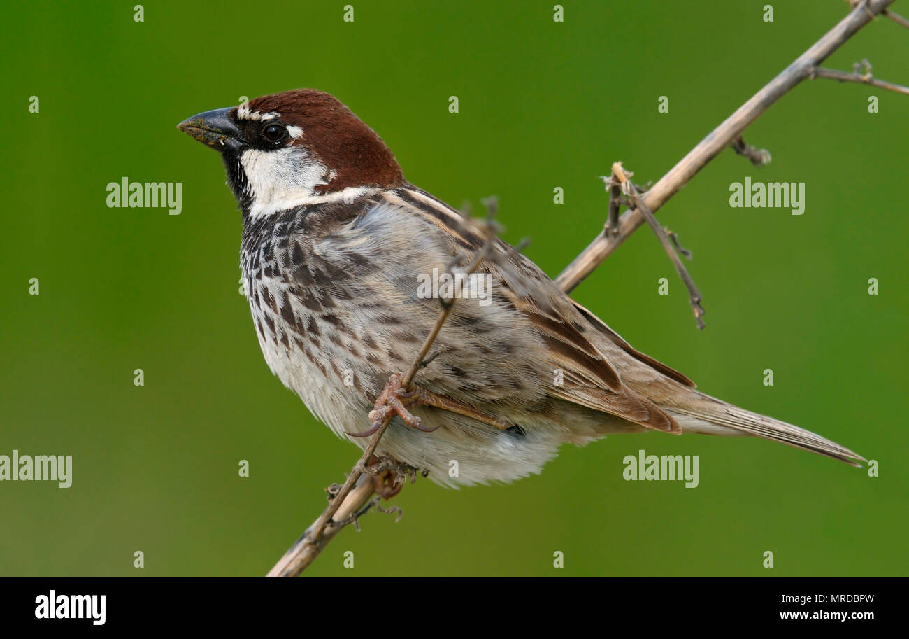 The Spanish Sparrow, male Stock Photo - Alamy