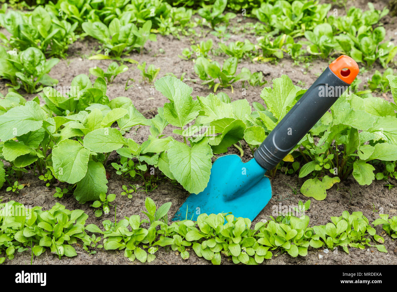 Growing vegetables and fruit shovel hi-res stock photography and images ...