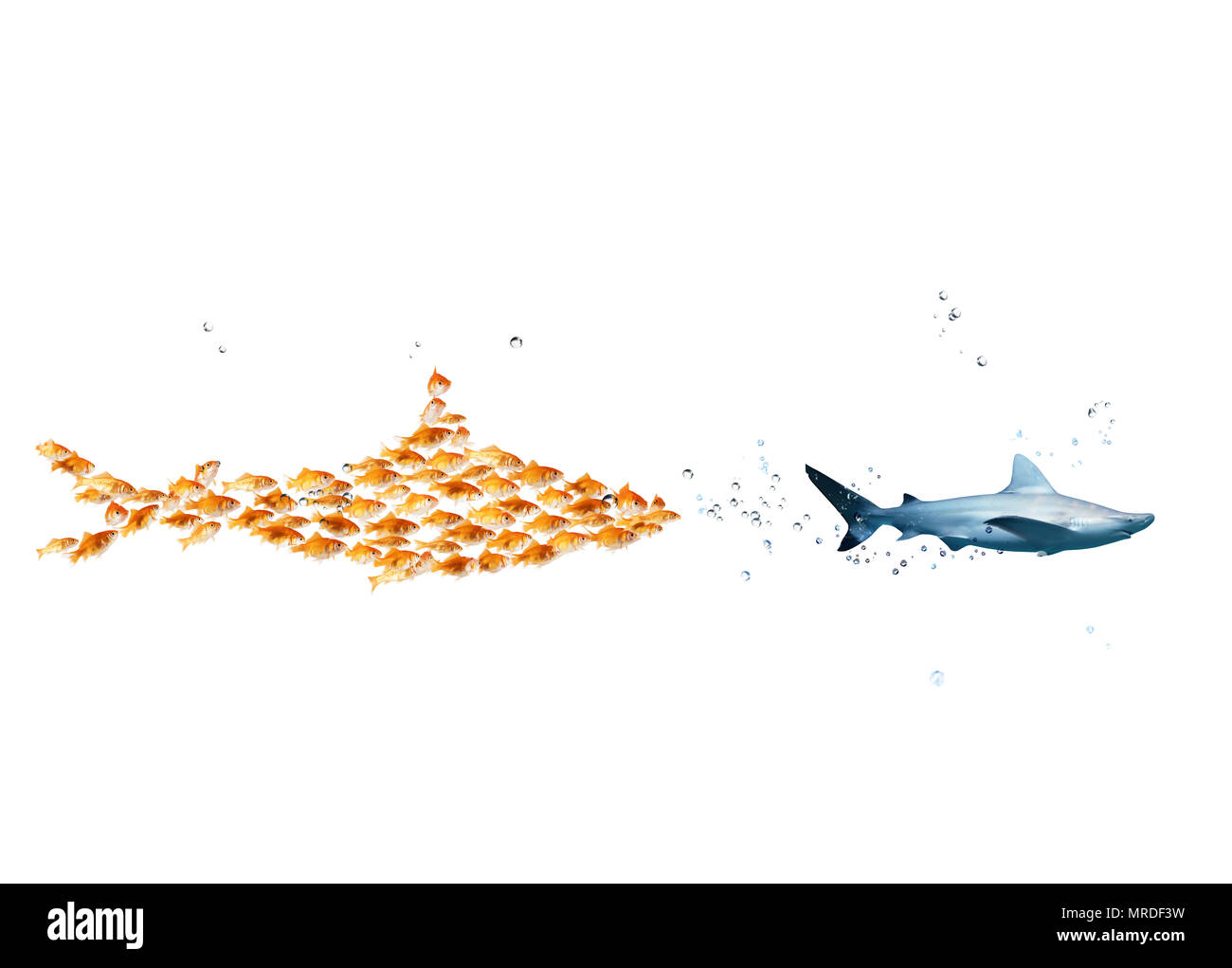 Big shark made of goldfishes attack a real shark. Concept of unity is ...