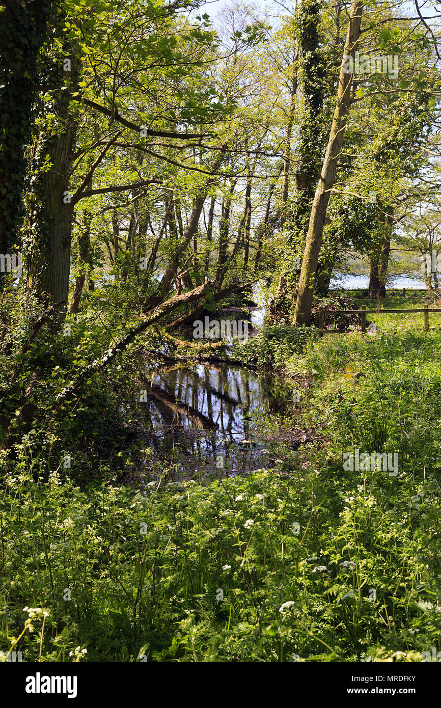 View of tributary flowing into Rollesby Broad on the Norfolk Broads, UK ...