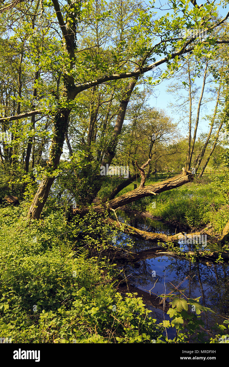 View of tributary flowing into Rollesby Broad on the Norfolk Broads, UK ...