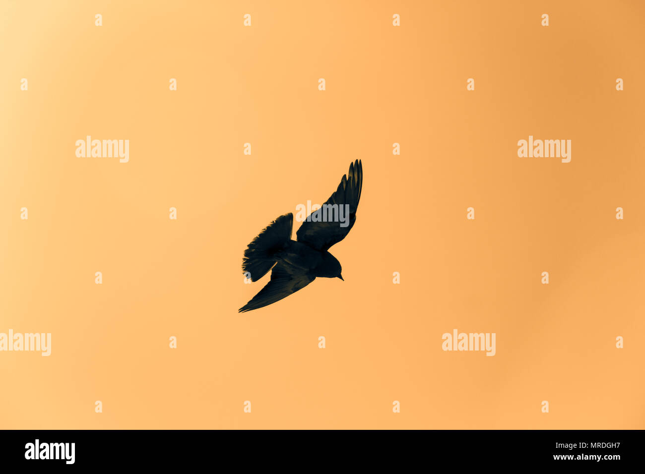 Silhouette of a pigeon flying in the yellow sky Stock Photo - Alamy