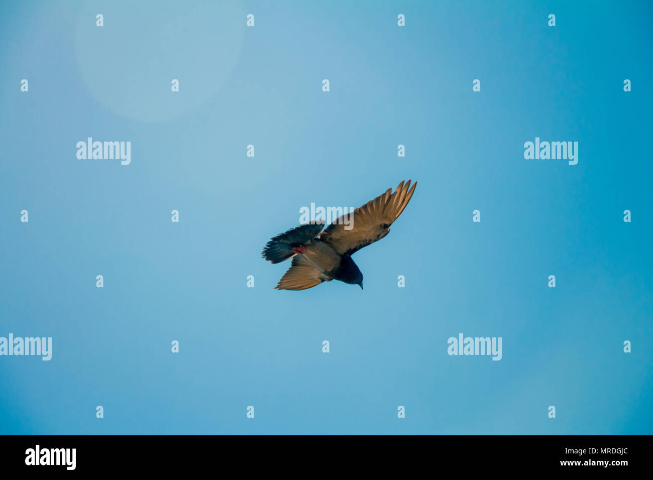 Low angle of a pigeon flying in the sky Stock Photo - Alamy