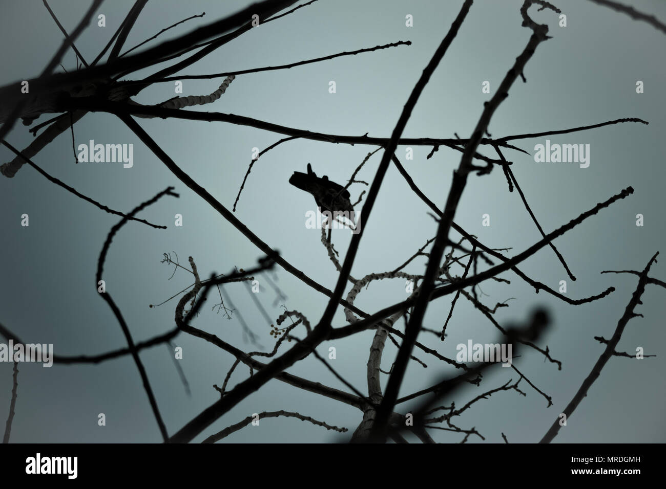 Crow on tree branches Stock Photo - Alamy