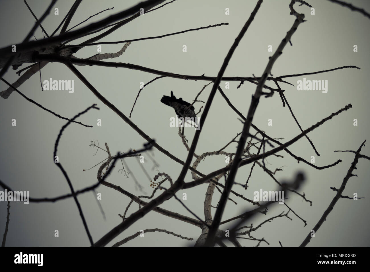 Crow on tree branches Stock Photo - Alamy
