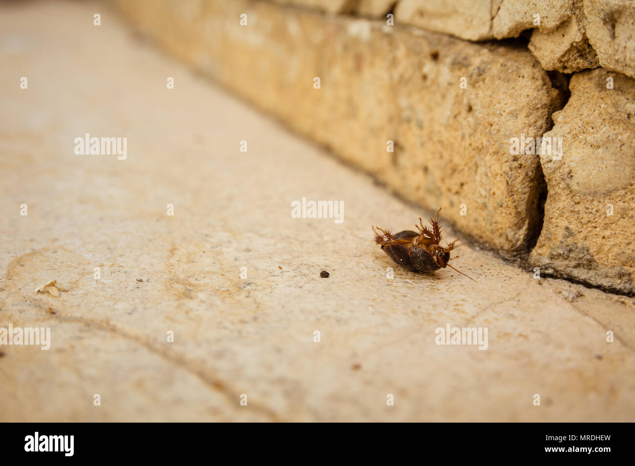 Female desert sand cockroach (Arenivaga africana) on its back Stock ...