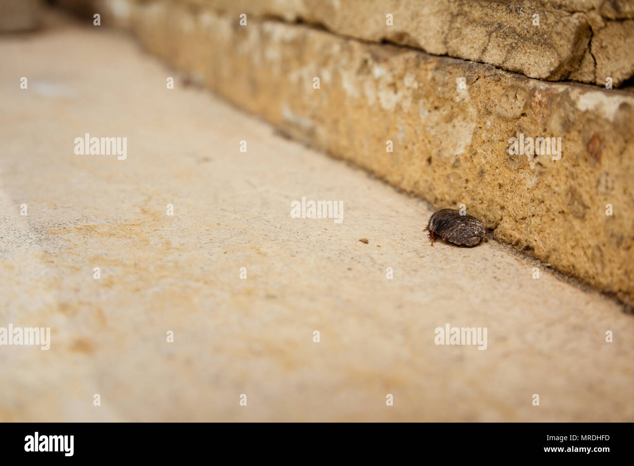 Female desert sand cockroach (Arenivaga africana Stock Photo - Alamy