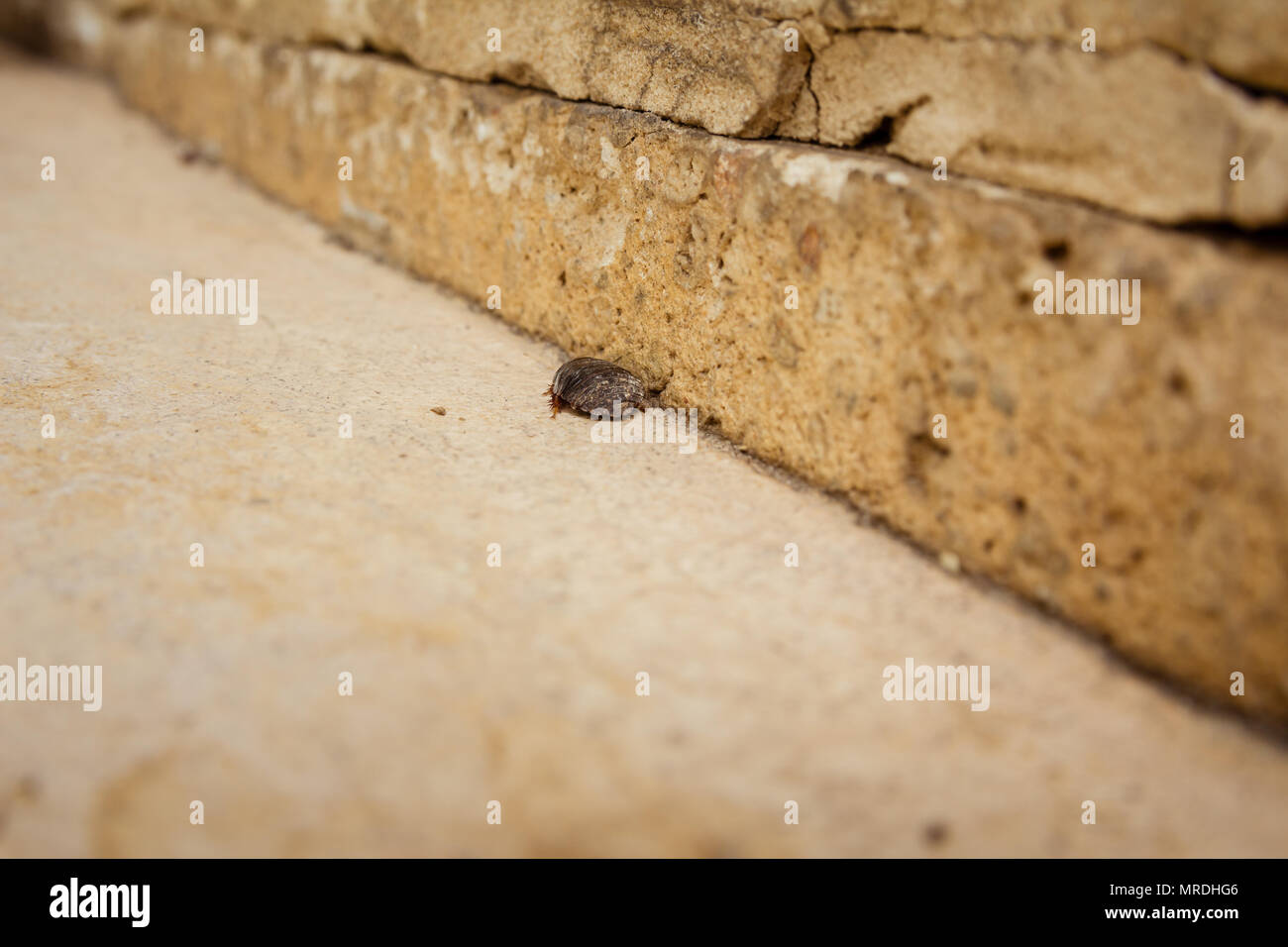 Arenivaga africana hi-res stock photography and images - Alamy