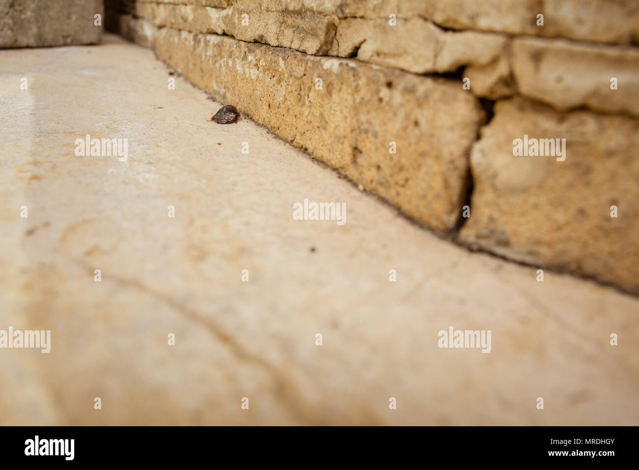 Female desert sand cockroach (Arenivaga africana Stock Photo - Alamy