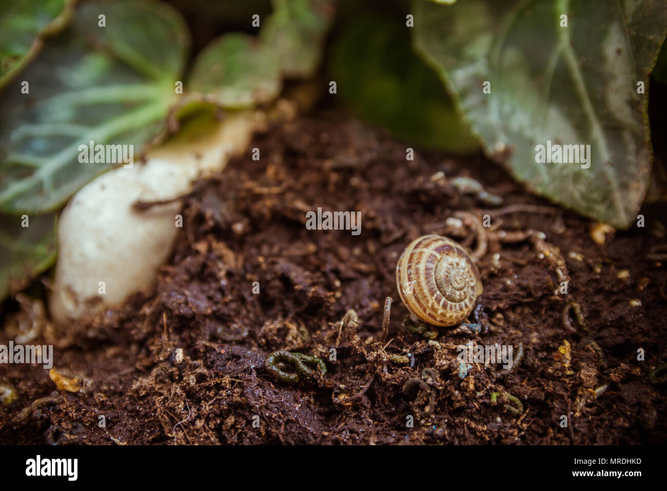 Empty snail shell on the ground at the garden Stock Photo - Alamy