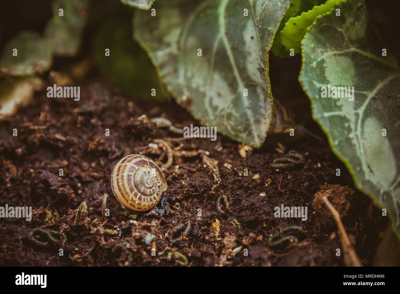 Empty snail shell on the ground at the garden Stock Photo - Alamy