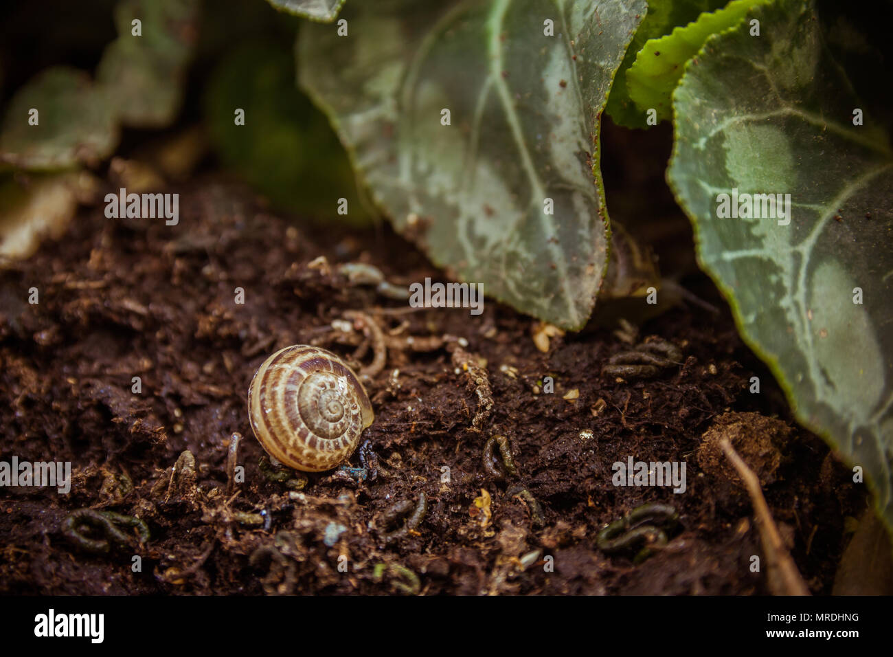 Empty snail shell on the ground at the garden Stock Photo - Alamy