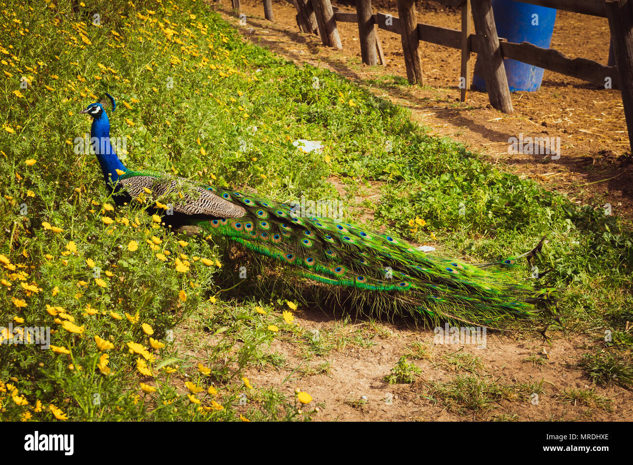 Exotic Bird Farm Stock Photos & Exotic Bird Farm Stock Images - Alamy