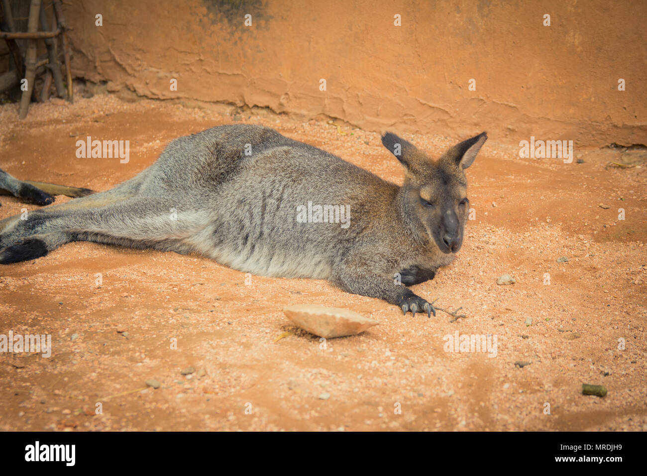 Red-necked wallaby in the zoo Stock Photo - Alamy