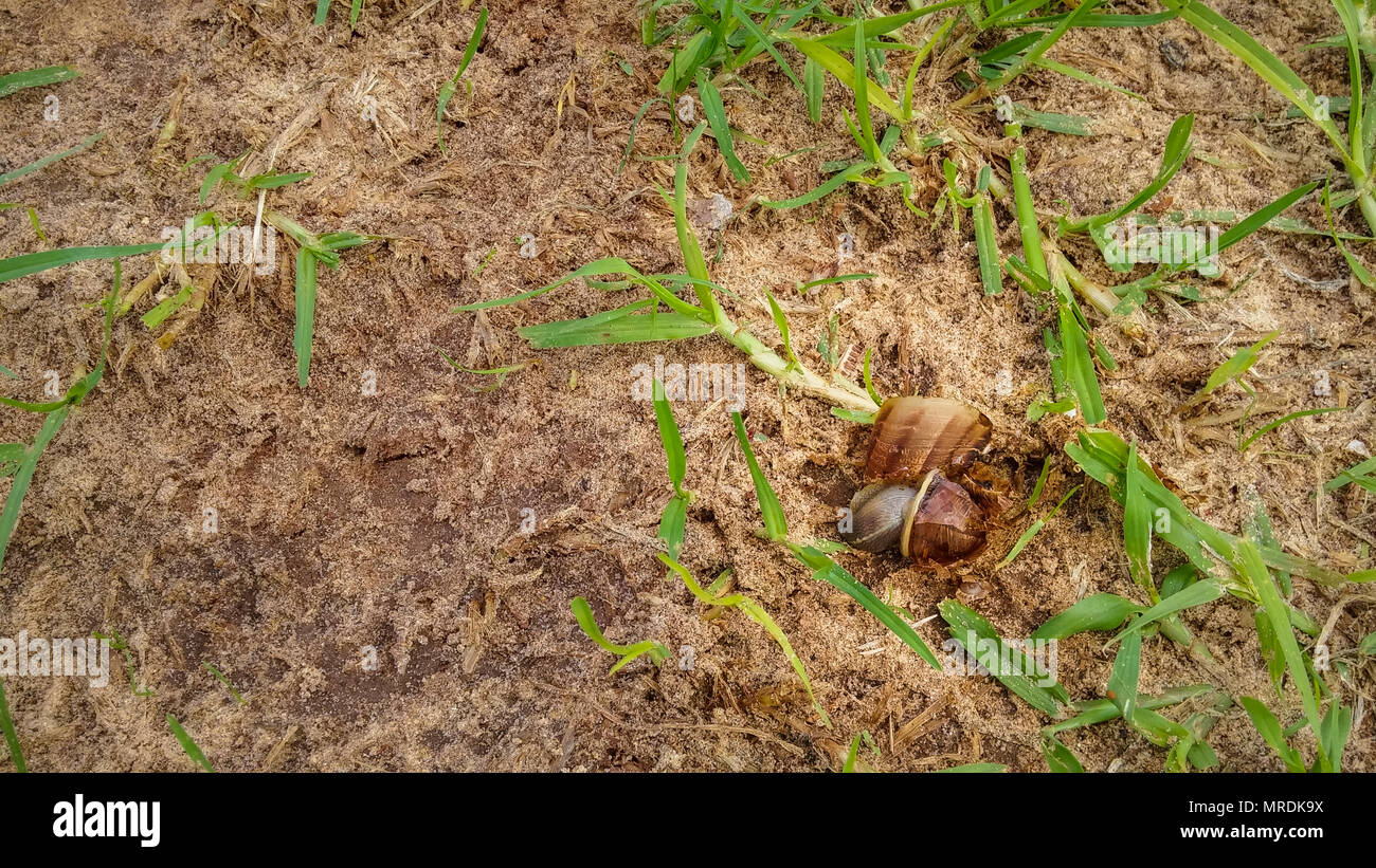 Dead brown snail with a broken shell land in the grass Stock Photo - Alamy