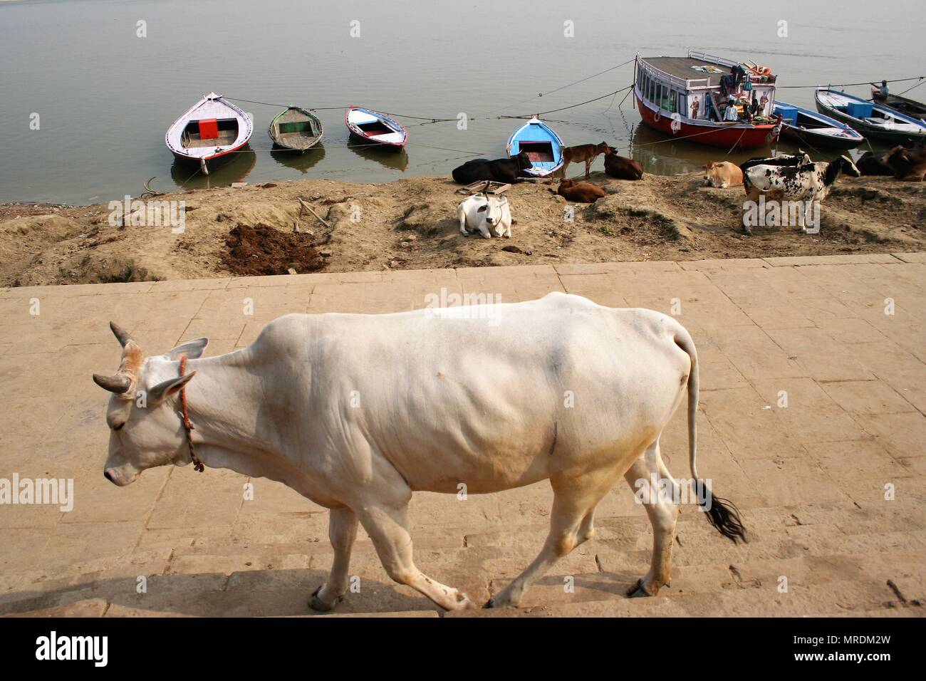 White Cow Walking past Boats on the Ganges, Varanasi, India Stock Photo ...