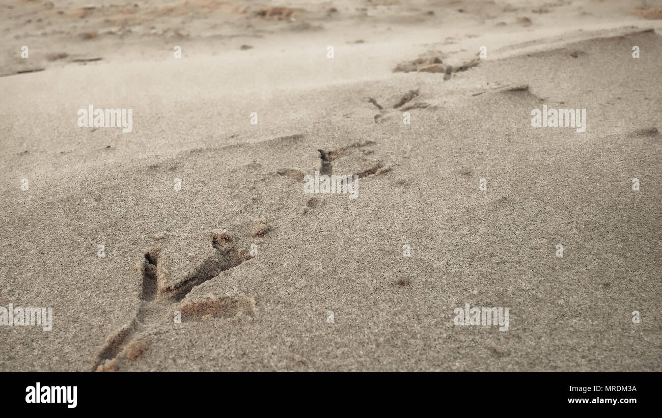 Bird footprints on sand beach Stock Photo - Alamy