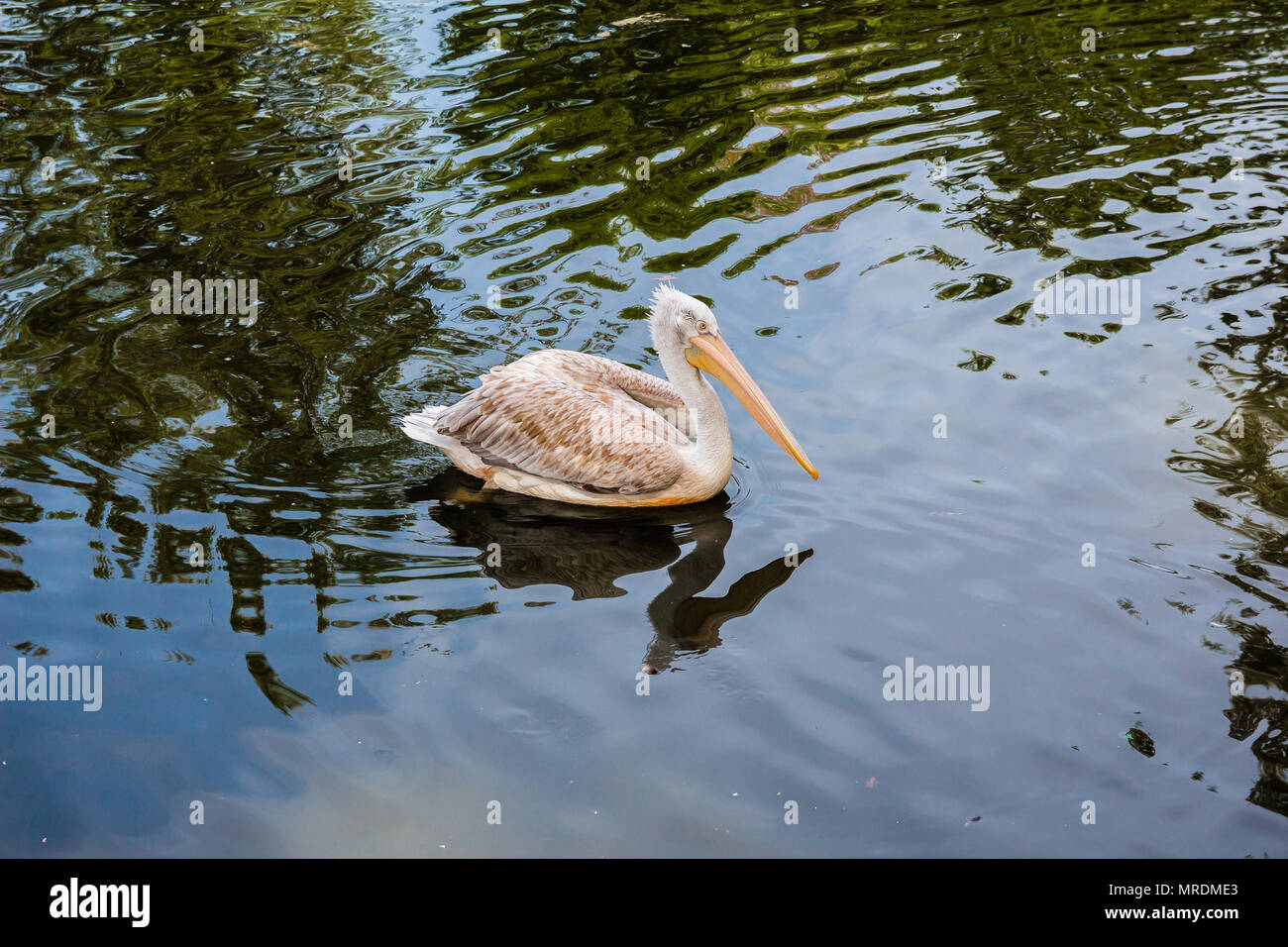 Pelican floating in the lake Stock Photo - Alamy