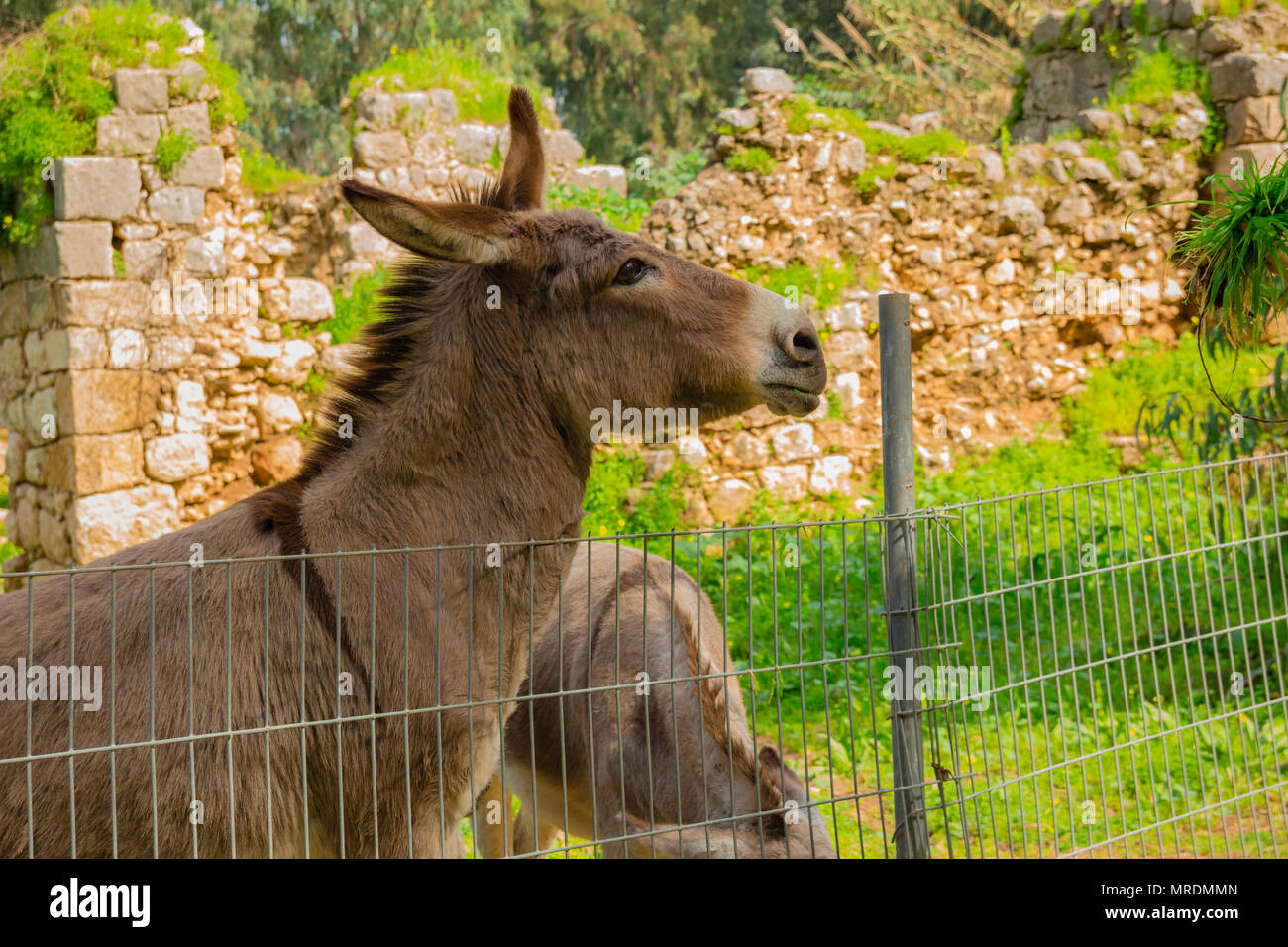 Brown donkey behind metal hi-res stock photography and images - Alamy