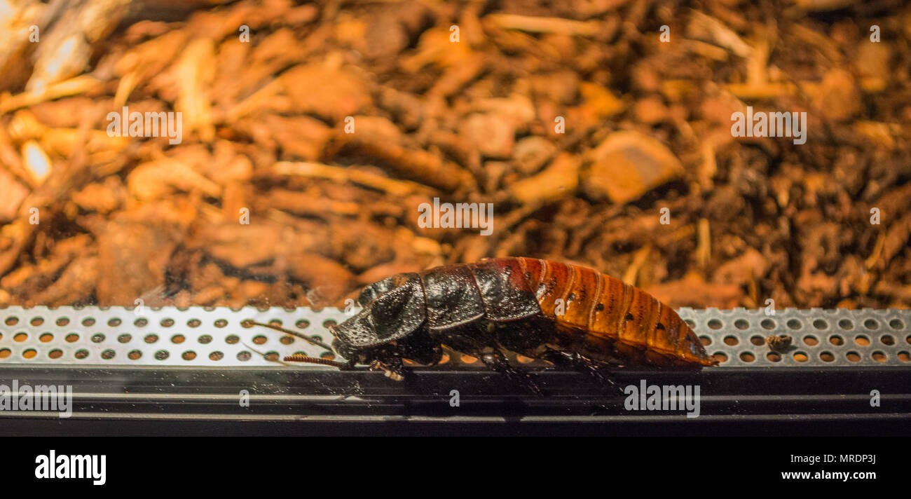 Madagascar Hissing Cockroach / Hisser Stock Photo - Alamy