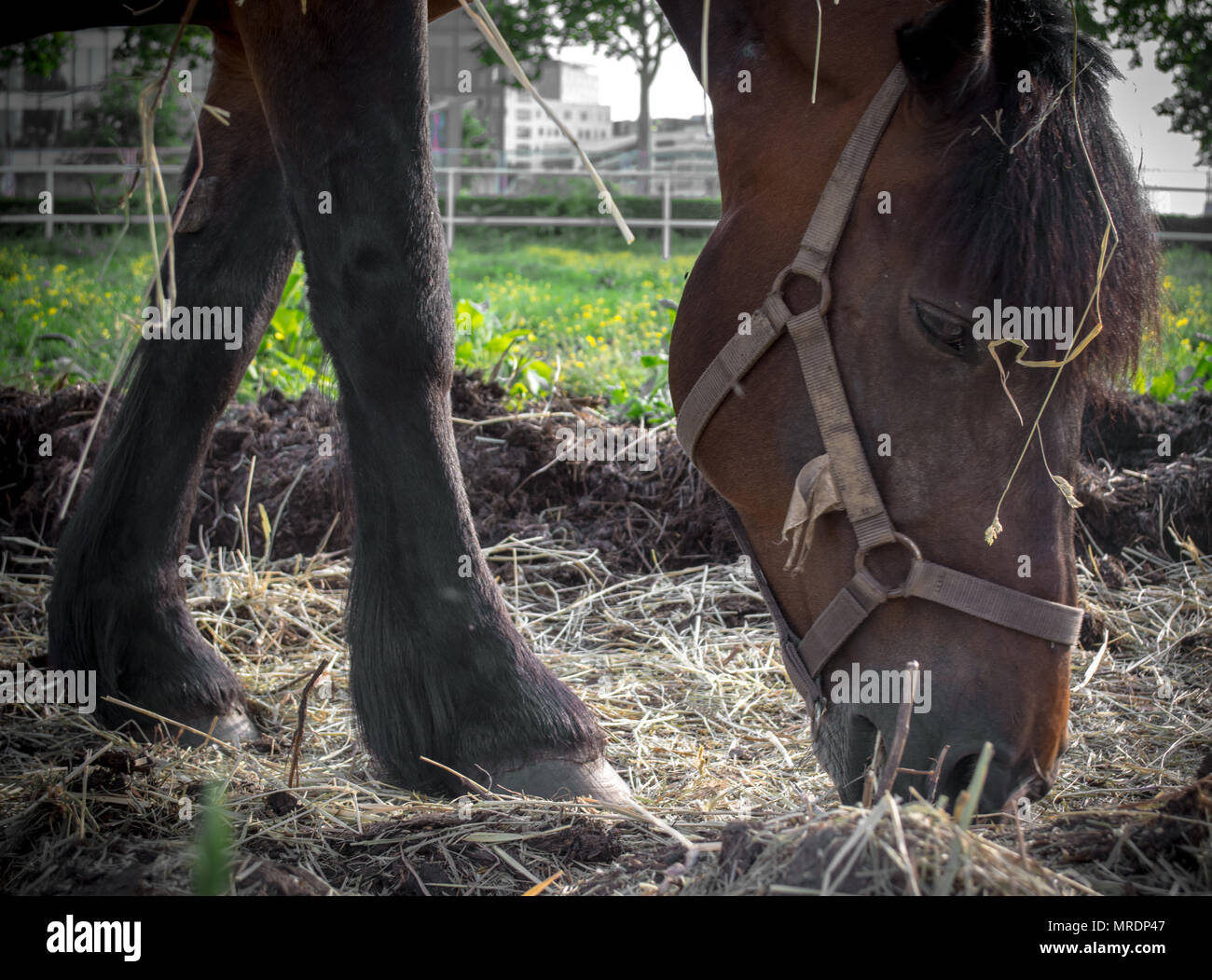 Horse ergot hi-res stock photography and images - Alamy