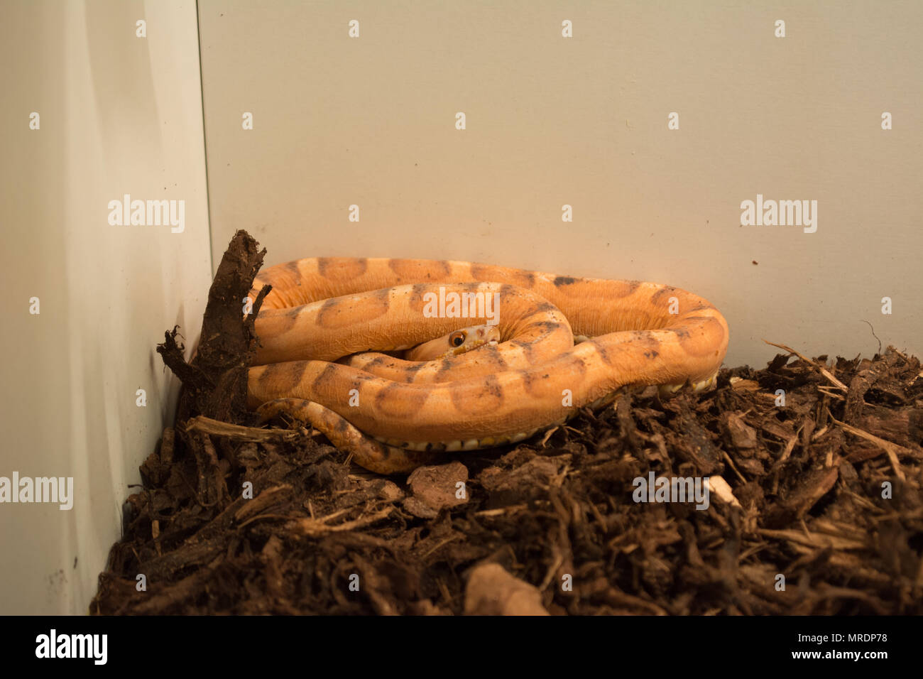 Corn Snake / pantherophis guttatus guttatus scaleless Stock Photo - Alamy