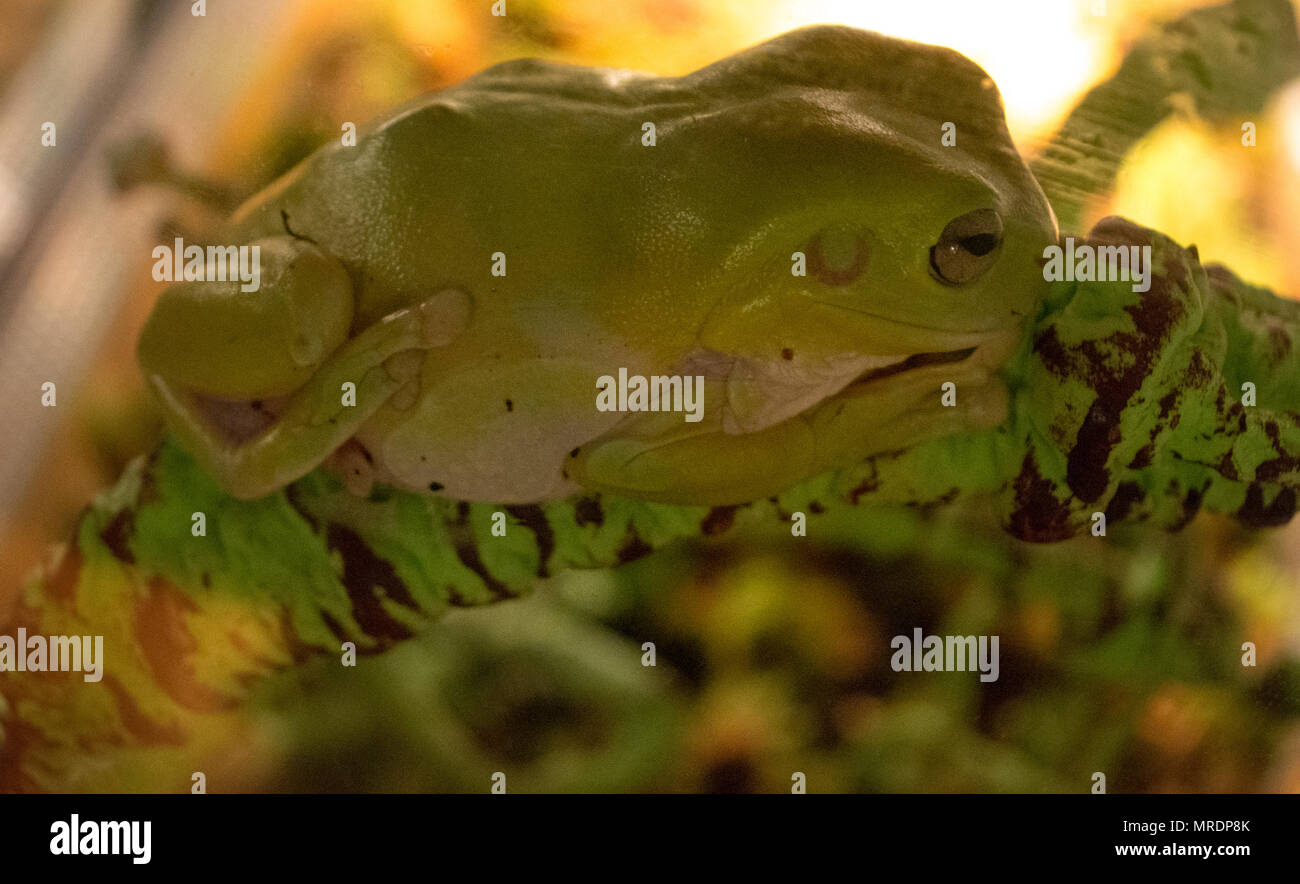 Sami arboreal hi-res stock photography and images - Alamy