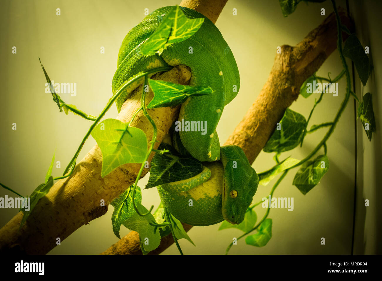 Heat sensing pits hi-res stock photography and images - Alamy