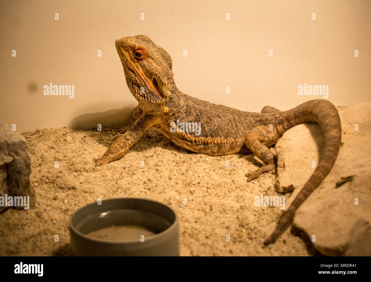 pogona vitticeps / bearded dragon Stock Photo - Alamy