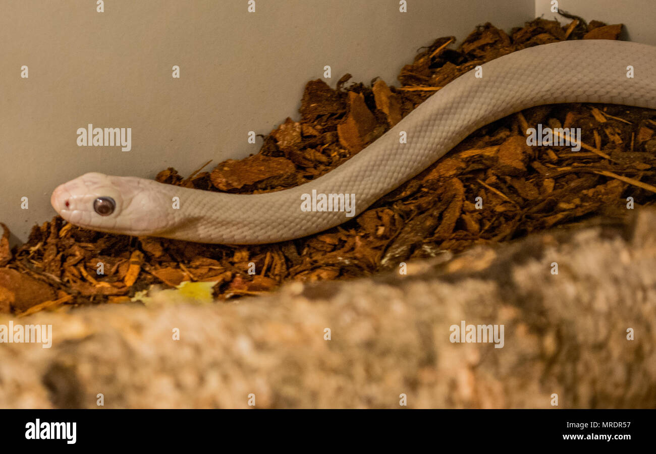 Pantherophis obsoleta / Rat snake Stock Photo - Alamy