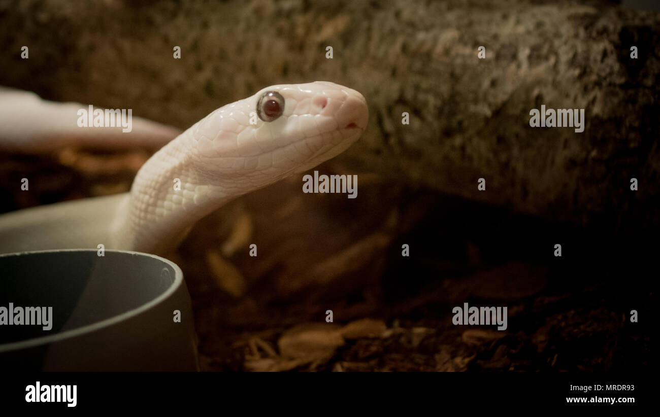 Pantherophis obsoleta / Rat snake Stock Photo - Alamy