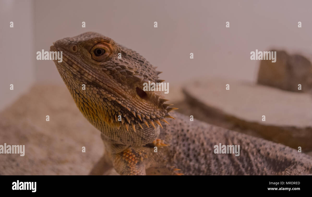 pogona vitticeps / bearded dragon Stock Photo - Alamy