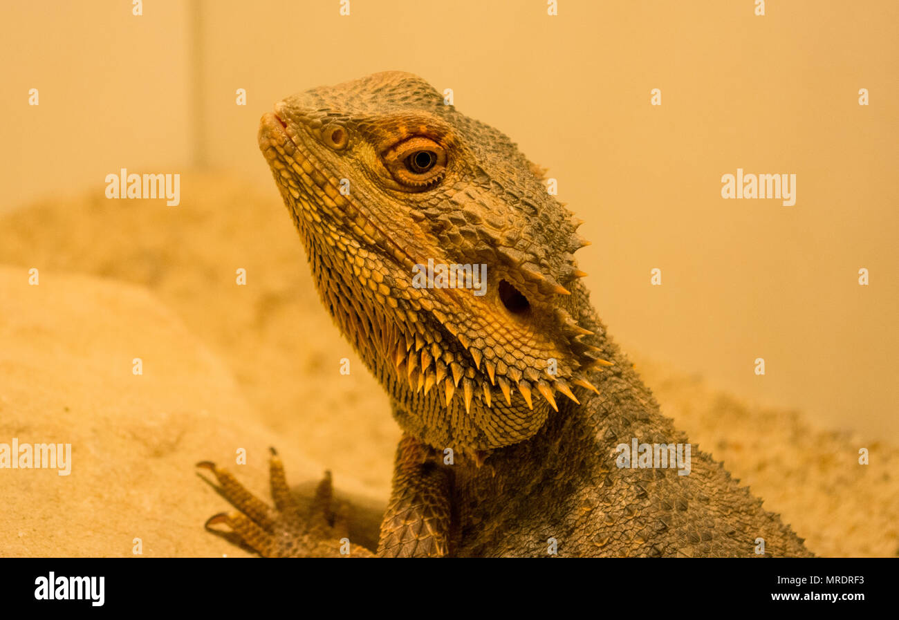 pogona vitticeps / bearded dragon Stock Photo - Alamy