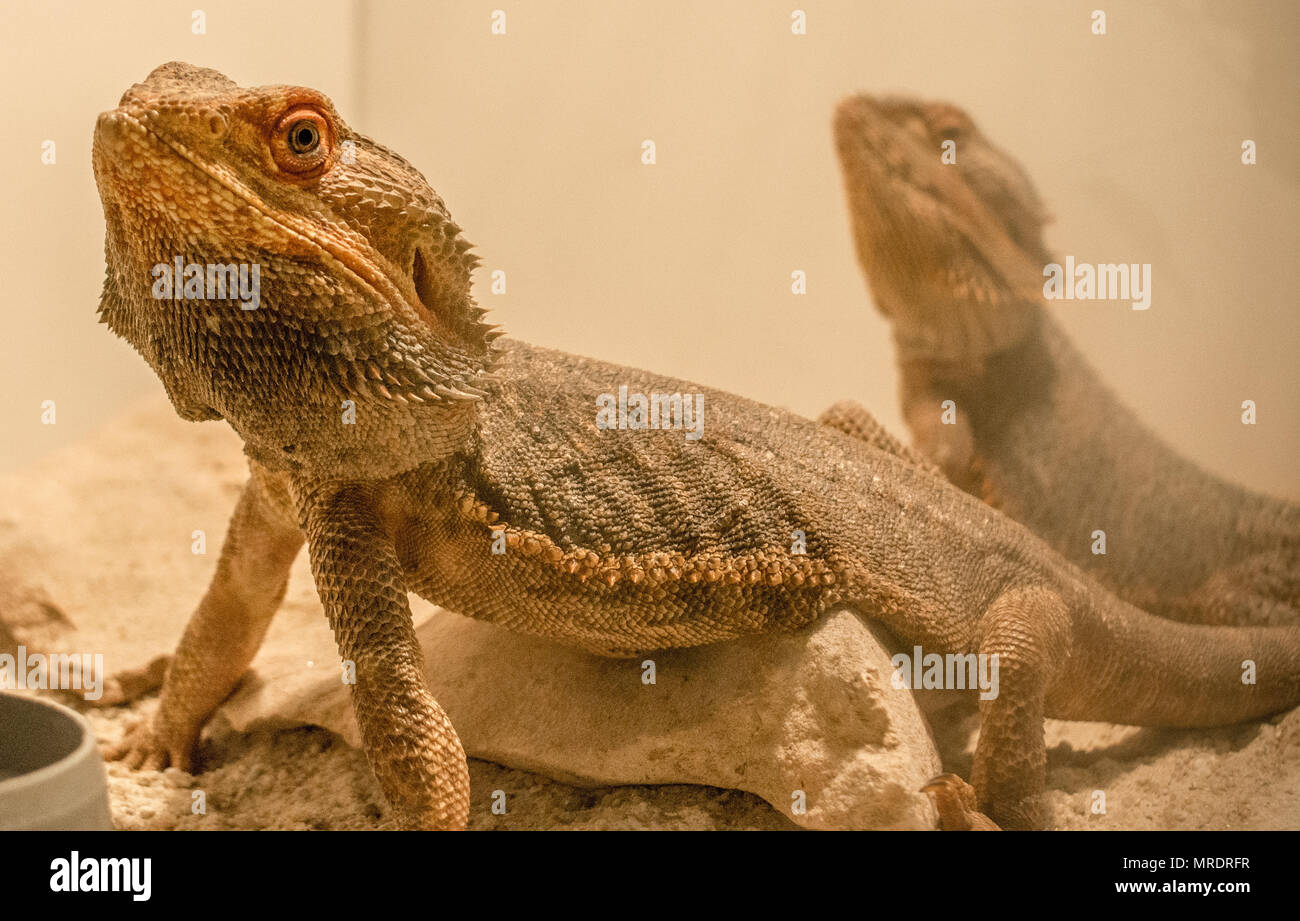 pogona vitticeps / bearded dragon Stock Photo - Alamy