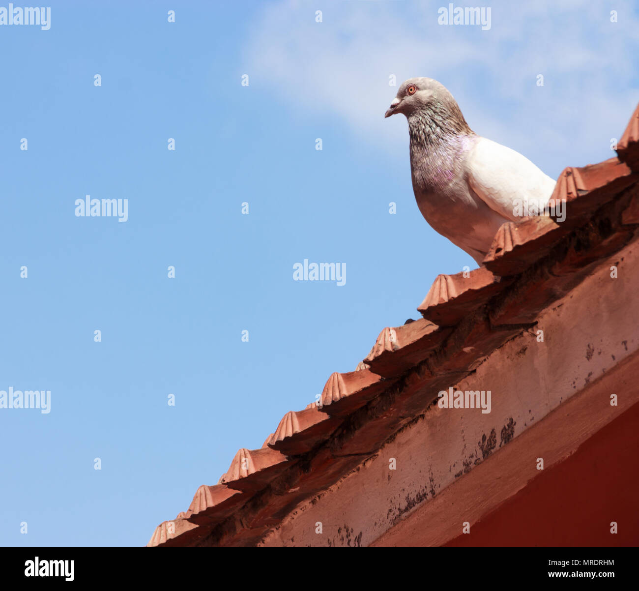 Pet bird building nest hi-res stock photography and images - Alamy