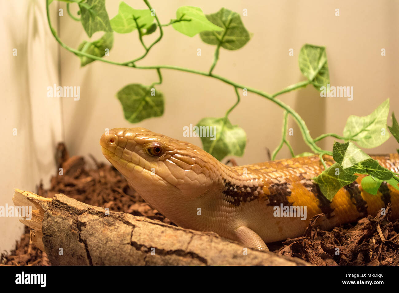 Tiliqua scincoides intermedia / Blue tongue Stock Photo - Alamy