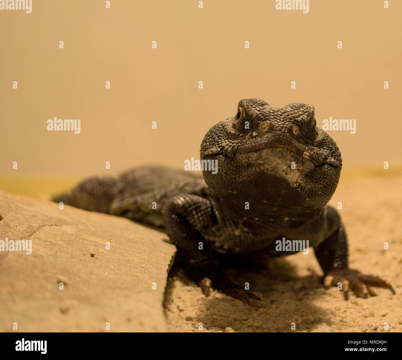 Moroccan Uromastyx nigriventris / dabb Stock Photo - Alamy