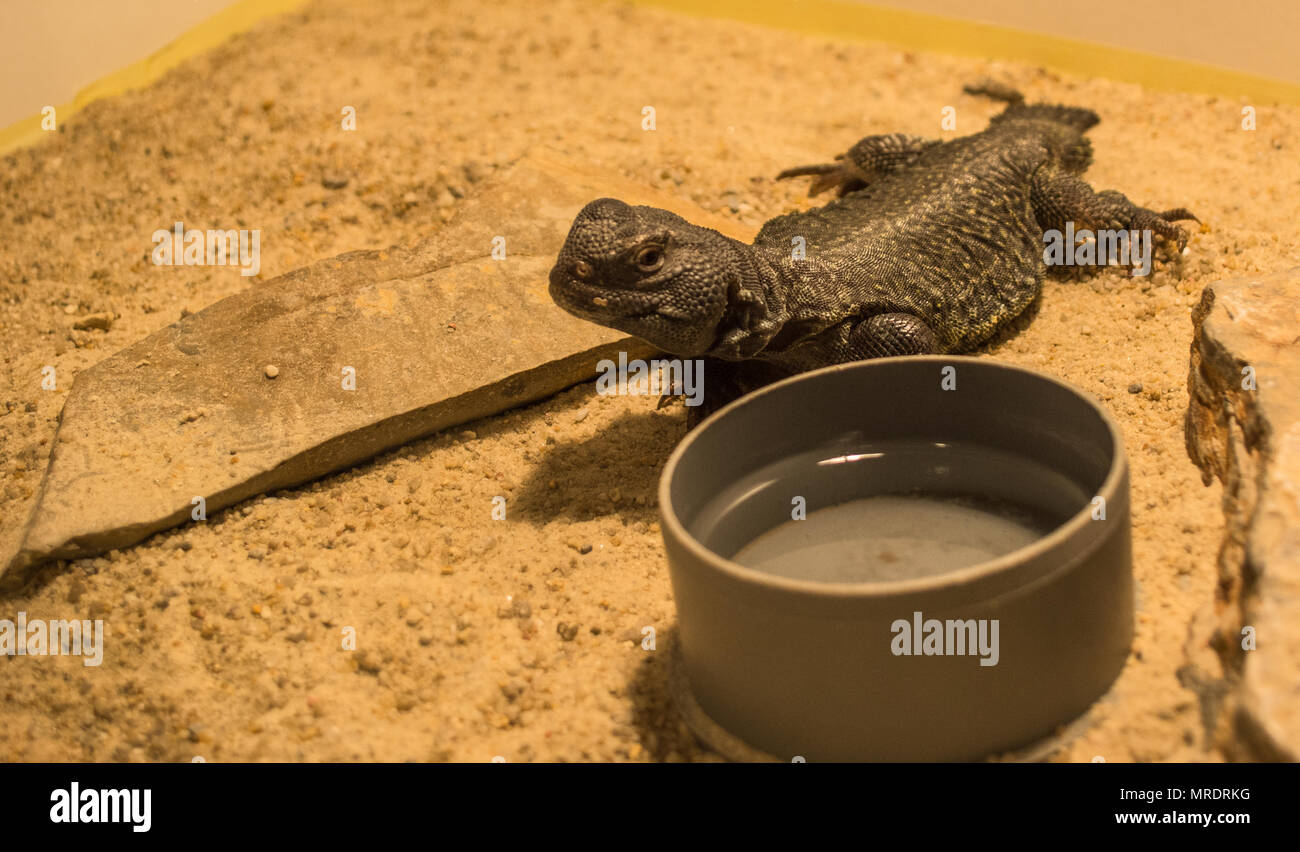 Moroccan Uromastyx nigriventris / dabb Stock Photo - Alamy