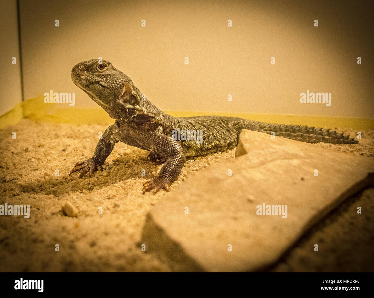 Moroccan Uromastyx nigriventris / dabb Stock Photo - Alamy