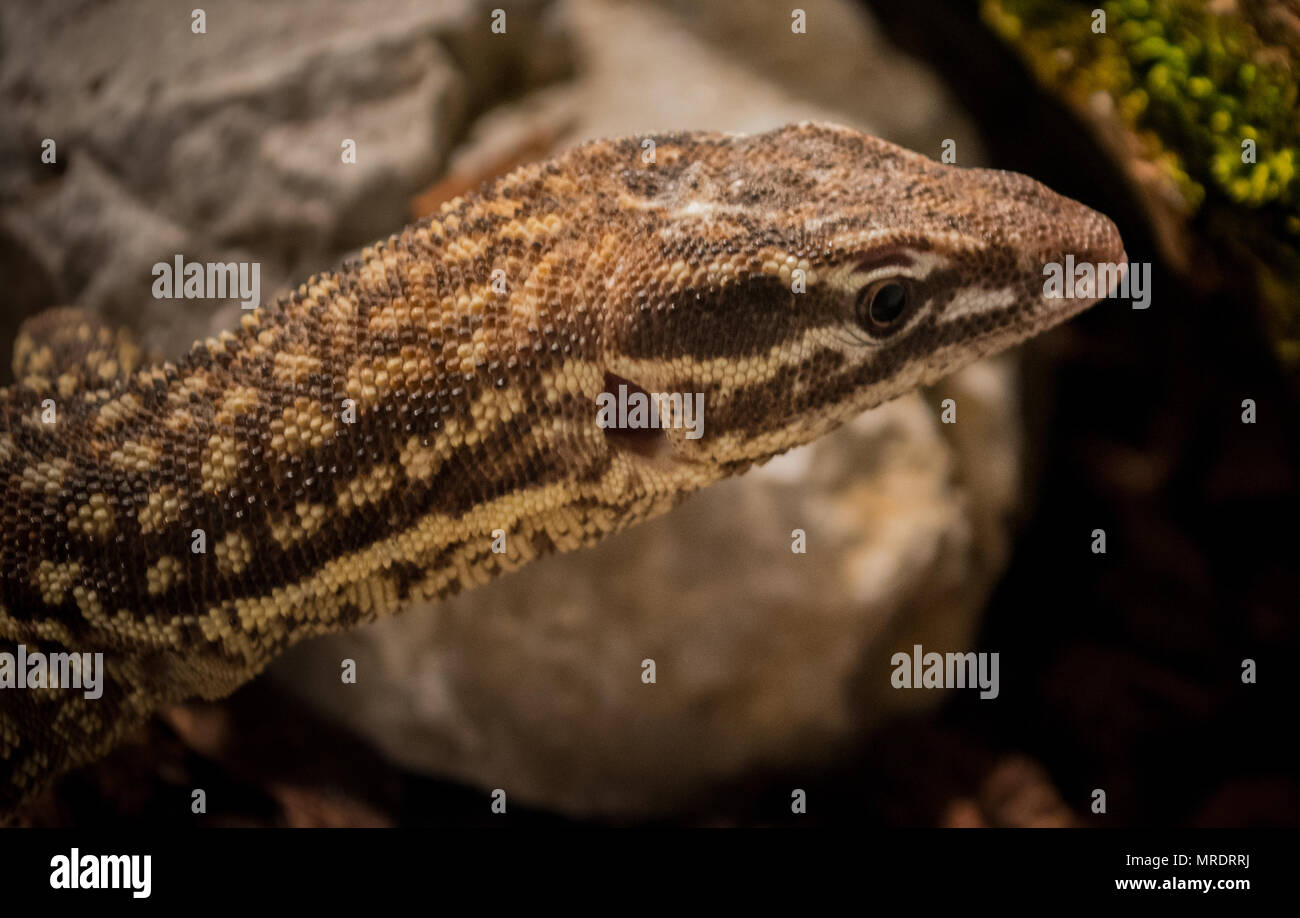 Varanus acanthurus / Spiny tailed monitor / ackie monitor Stock Photo - Alamy