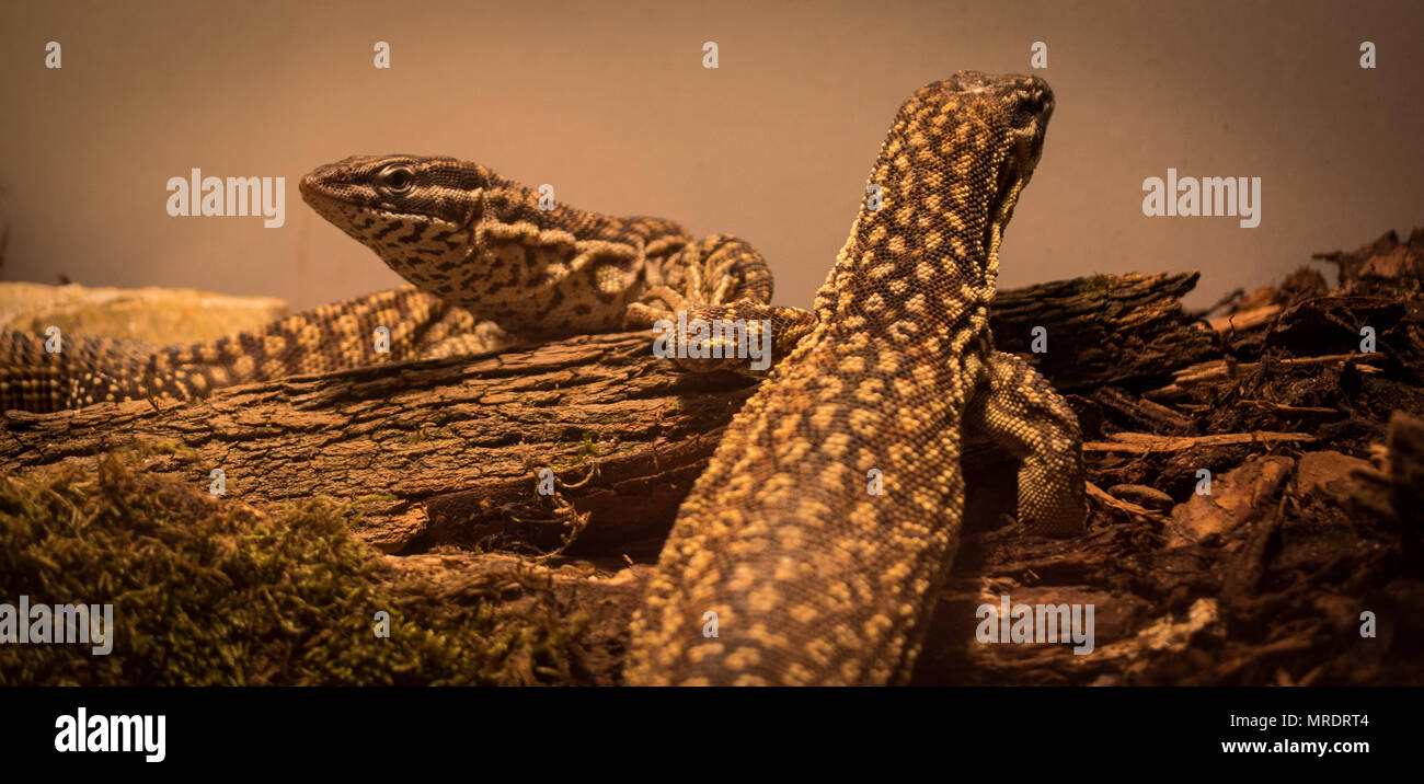 Varanus acanthurus / Spiny tailed monitor / ackie monitor Stock Photo - Alamy