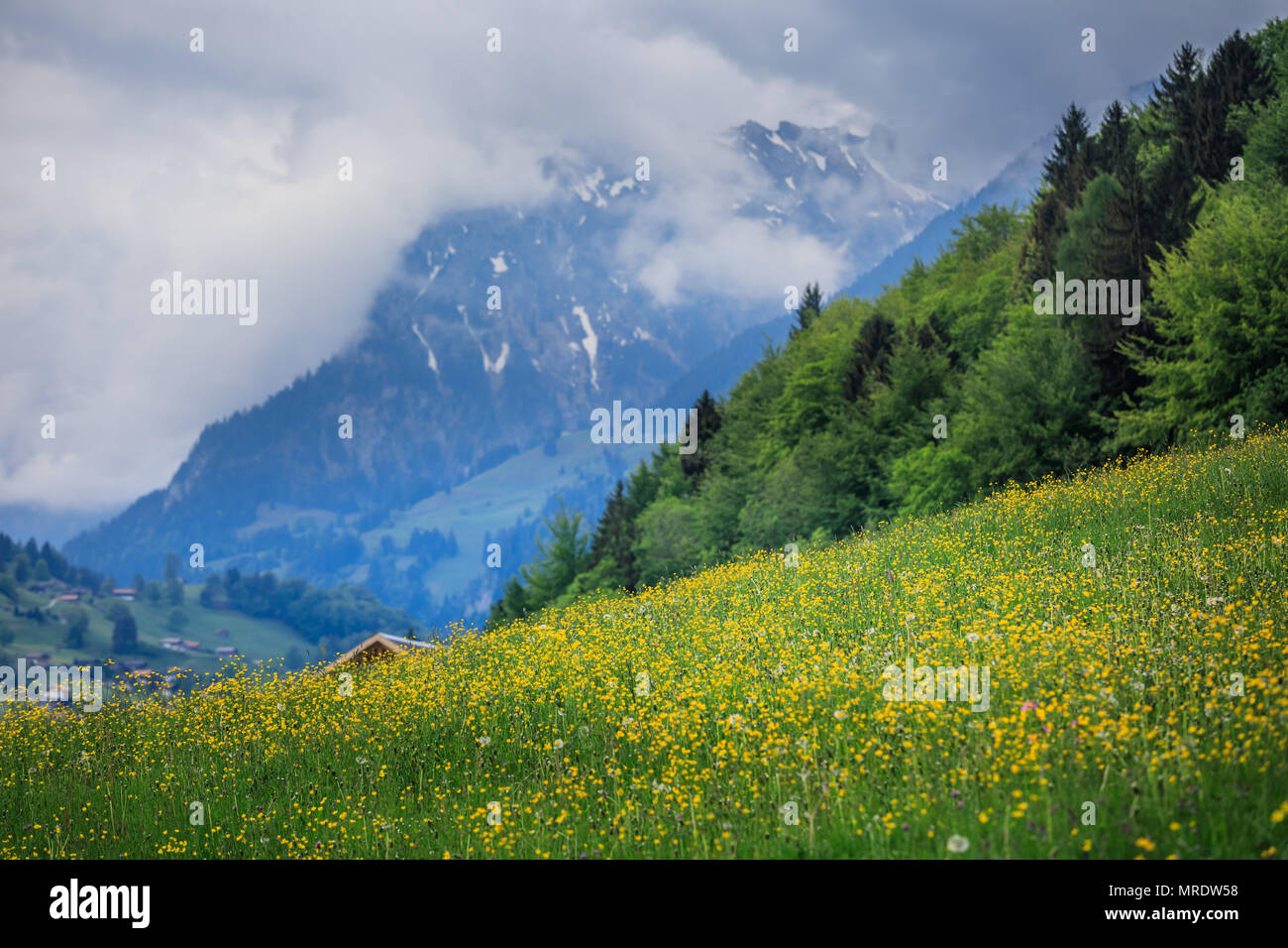 Field of yellow flowers with mountain peaks in the background ...